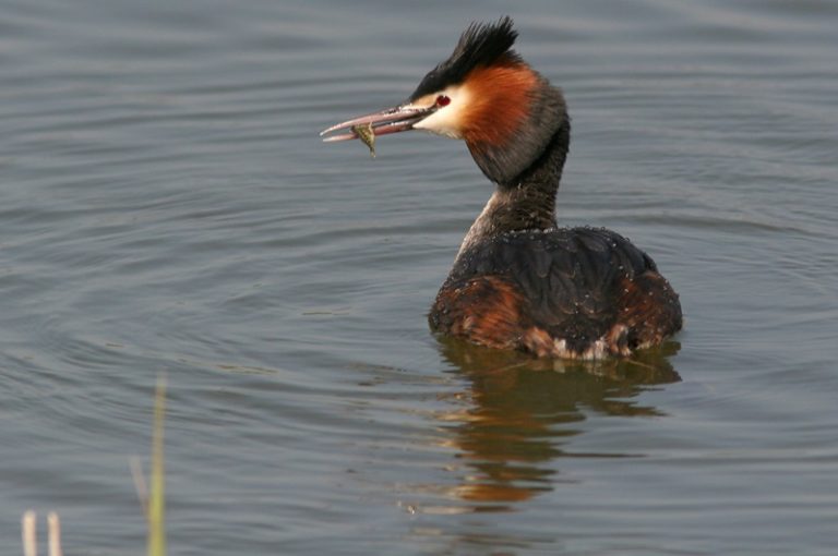 Vogel van de maand: de fuut