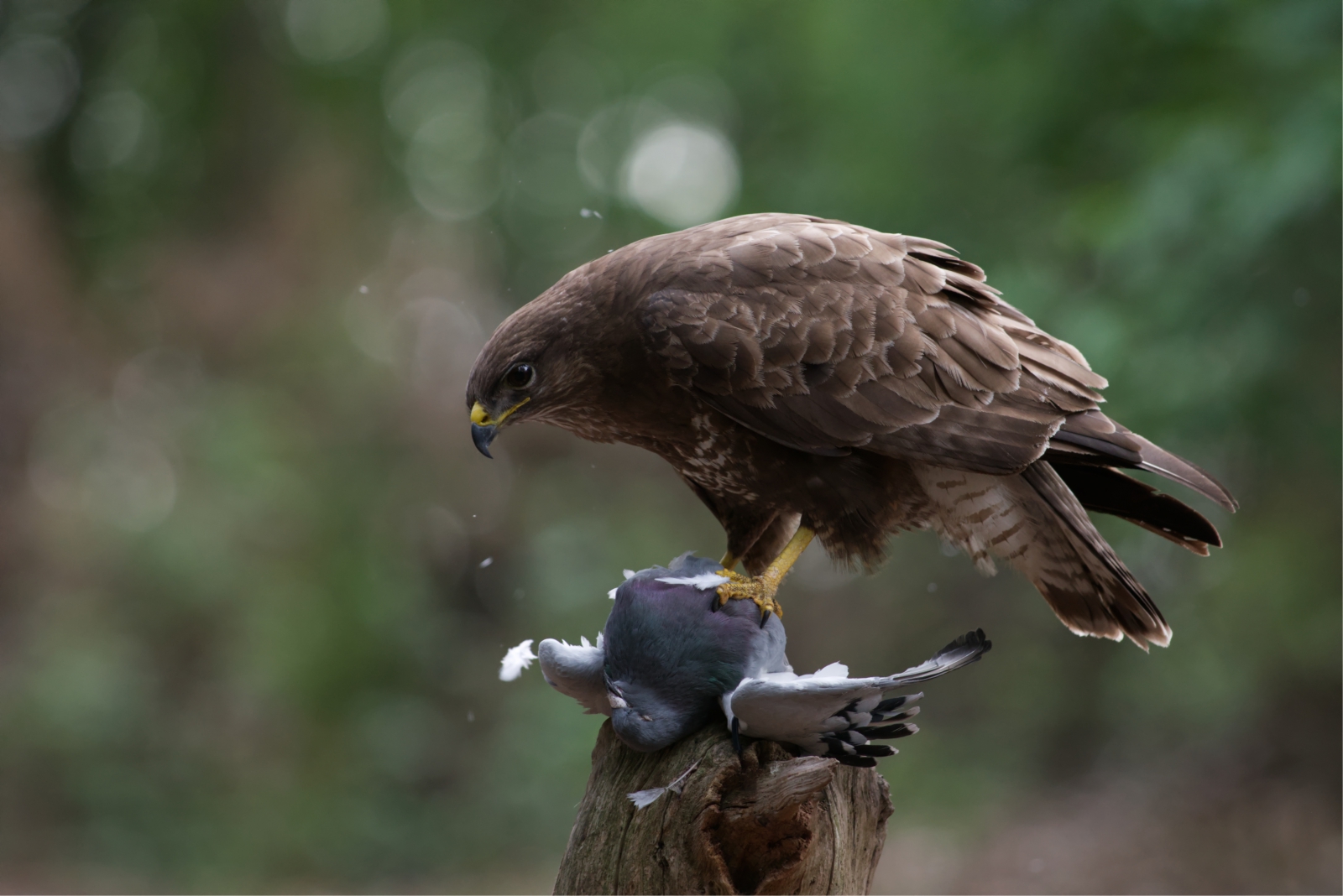 Vogel van de maand: de buizerd